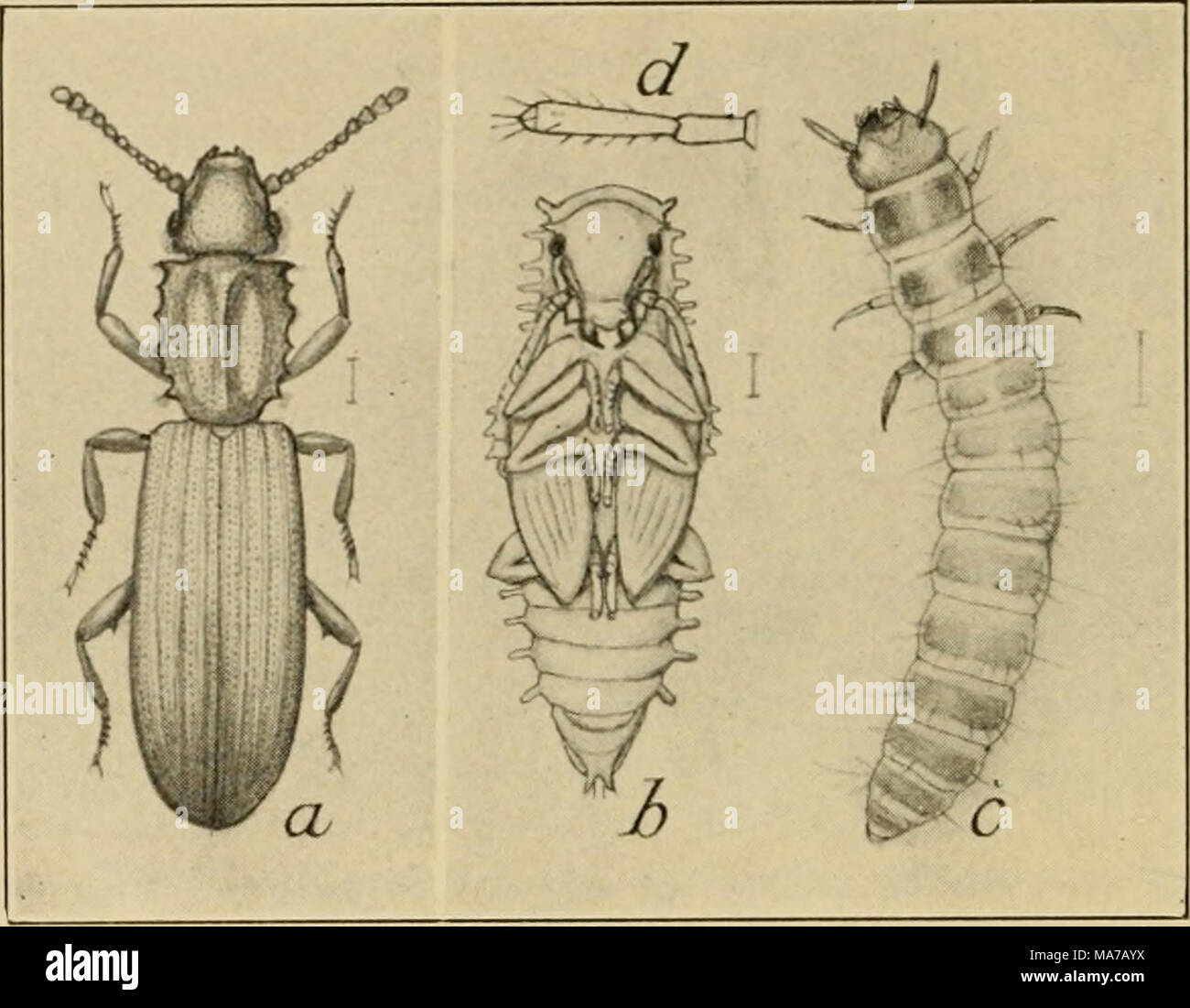Saw toothed grain beetle hi-res stock photography and images - Alamy