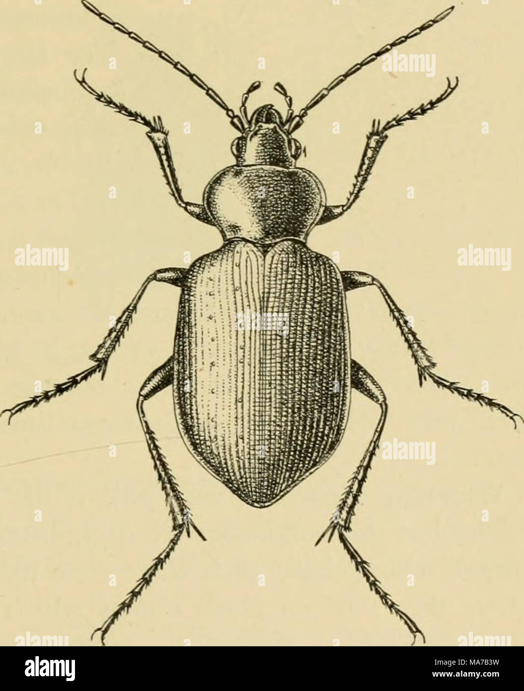 . Elementary entomology . Fig. 193. European ground-beetle {Calosoma ...
