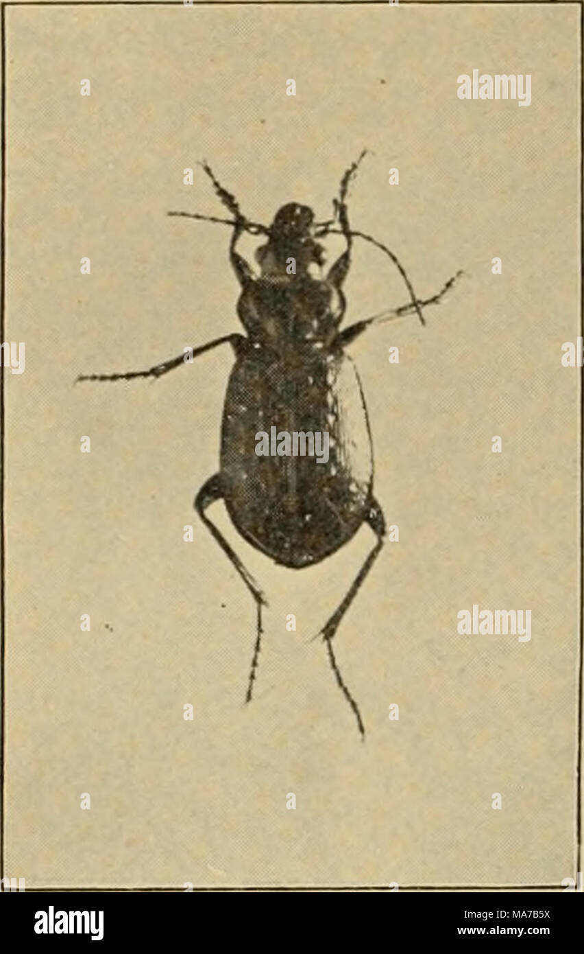 Small diving beetles hi-res stock photography and images - Alamy