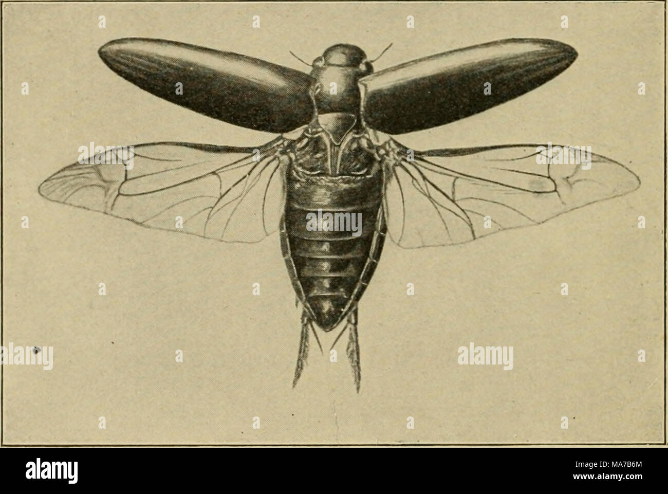 . Elementary entomology . Fig. 189. A water-scavenger beetle with wing ...