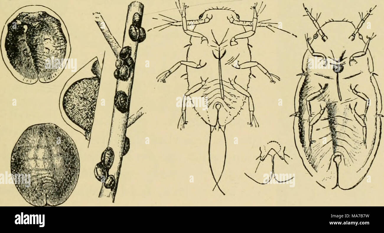 Soft scale insects hi-res stock photography and images - Alamy