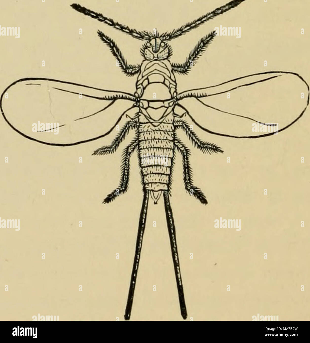 . Elementary entomology . Fig. 180. Mealy-bug (Dactylopius longifiUs ...