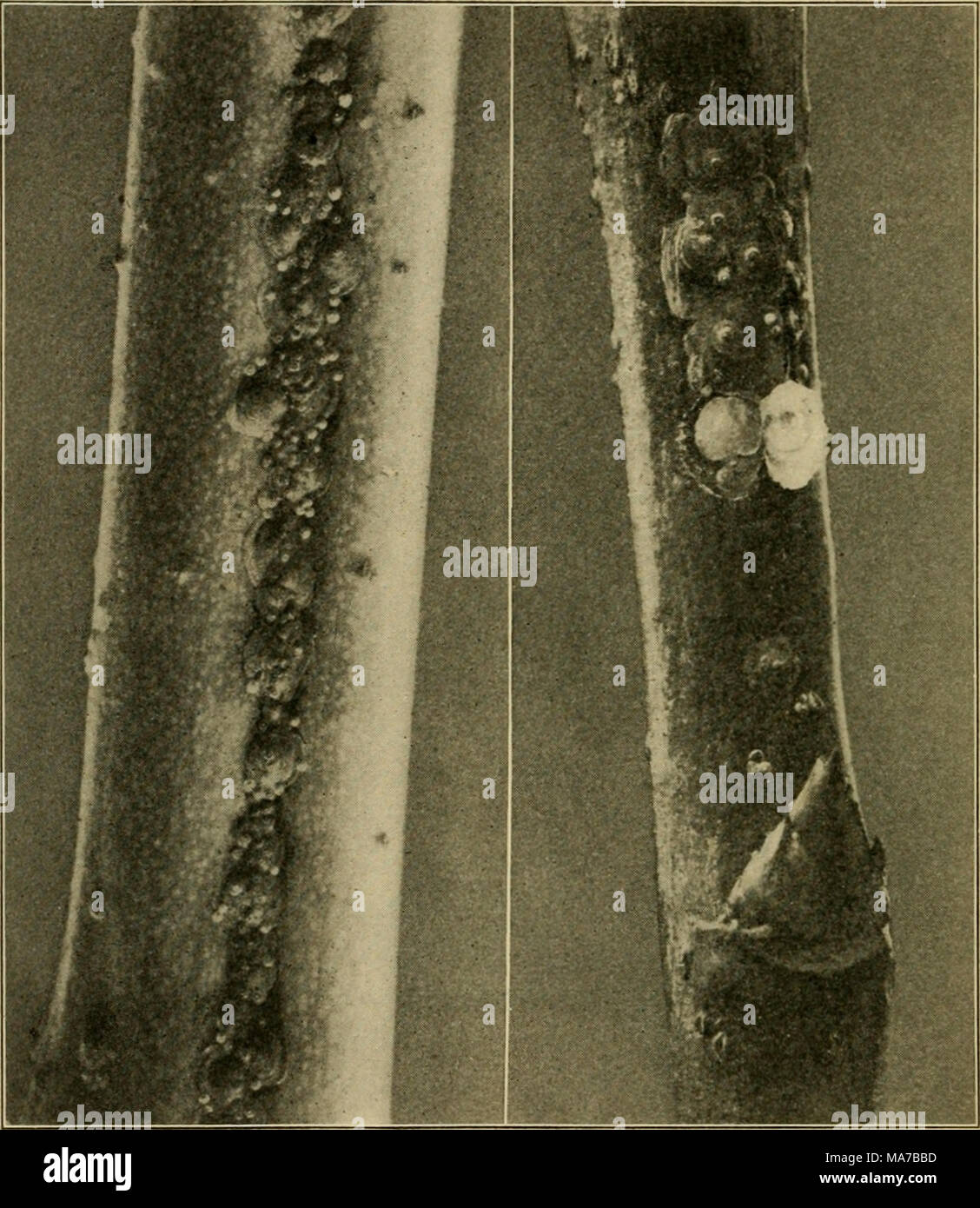 . Elementary entomology . Fig. i88. Peach twigs infested with San Jose ...