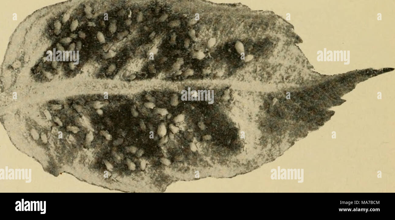 . Elementary entomology . Fig. 176. Apple aphis, last stage nymphs of ...