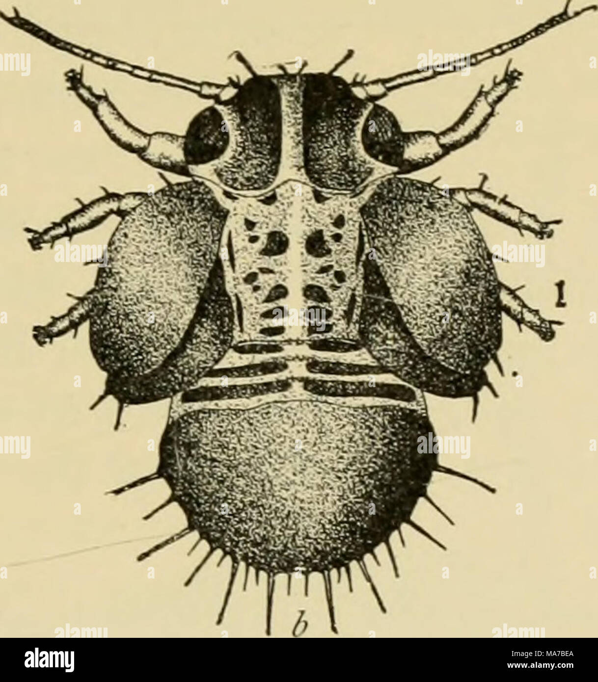 Pear psylla hi-res stock photography and images - Alamy