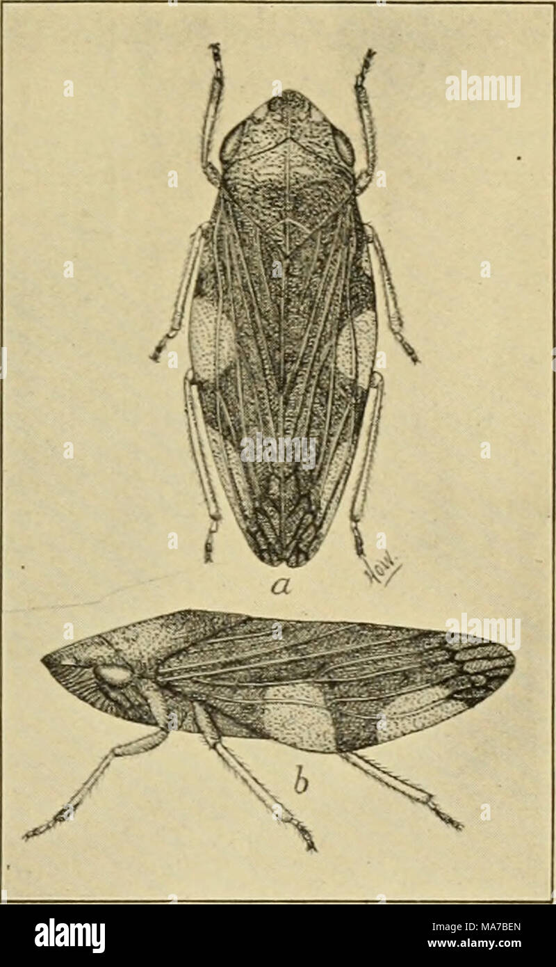 . Elementary entomology . Fig. 171. Aphrophora ^-iiotata Say, a common ...