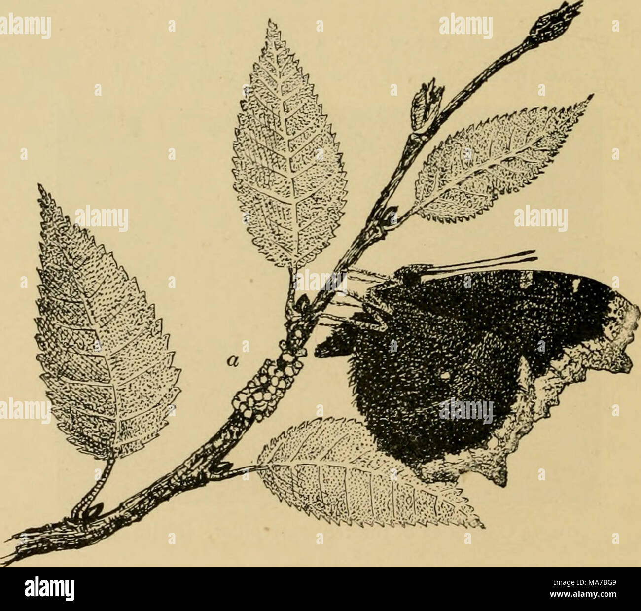 . Elementary entomology . Fig. 8i. Mourning cloak butterfly depositing ...
