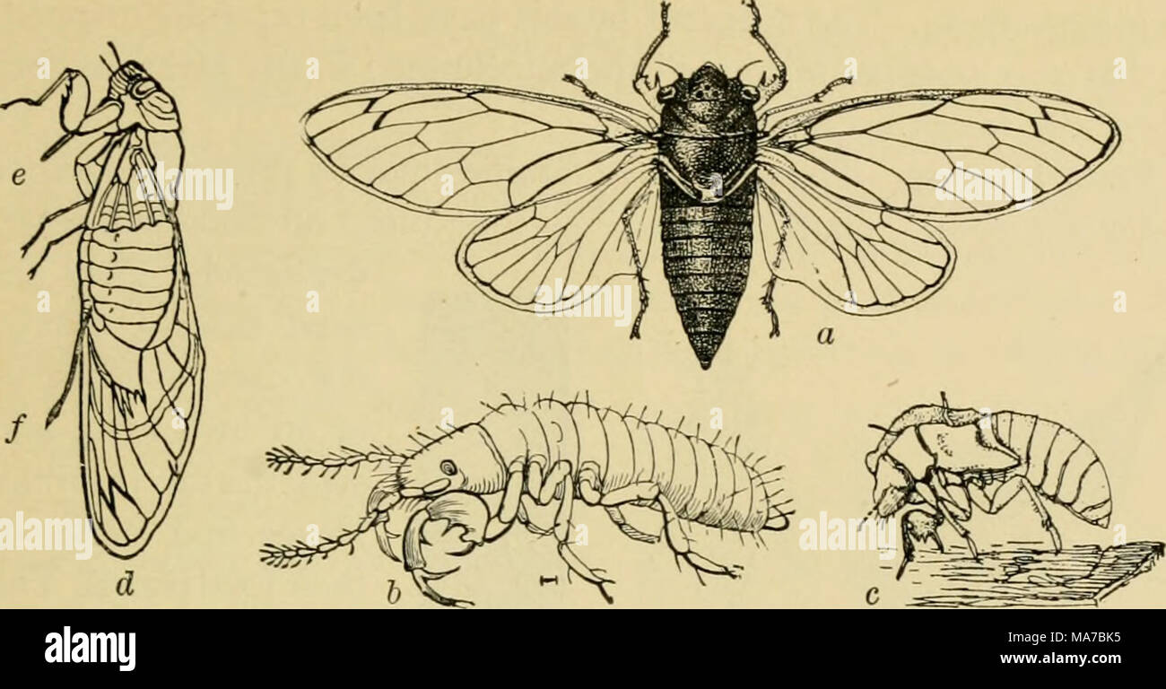 . Elementary entomology . Fig. 167. Periodical cicada , young nymph ...