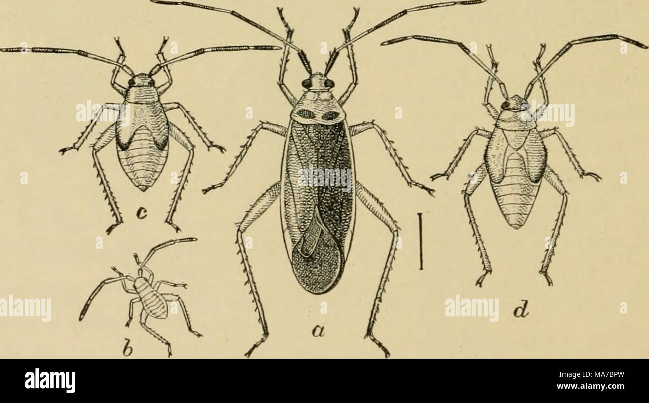 Fourth nymph hi-res stock photography and images - Alamy