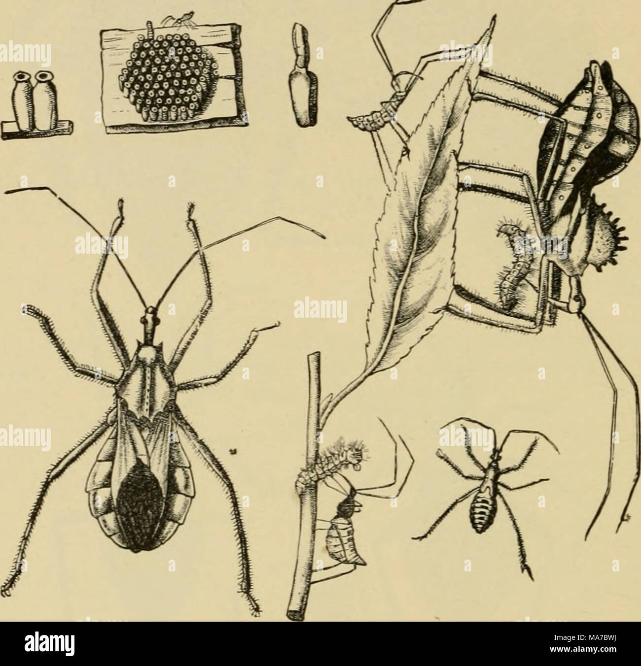 Respect common species hi-res stock photography and images - Alamy