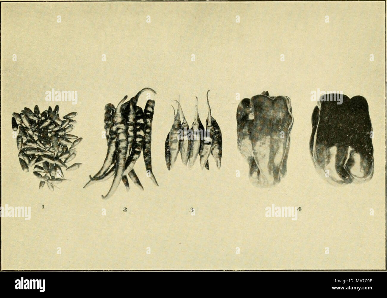 Tipos de pimientos hi-res stock photography and images - Alamy