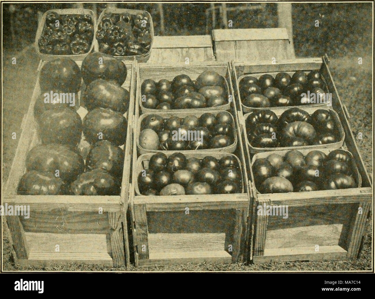 . El cultivo de legumbres en Puerto Rico . FiG. 2.—MÉTODOS para Empacar ...