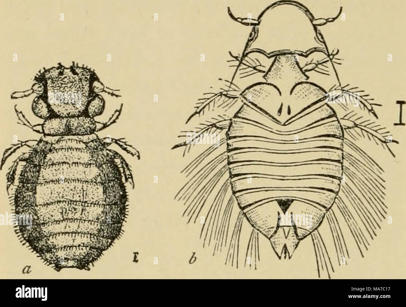 Dog biting louse hi-res stock photography and images - Alamy