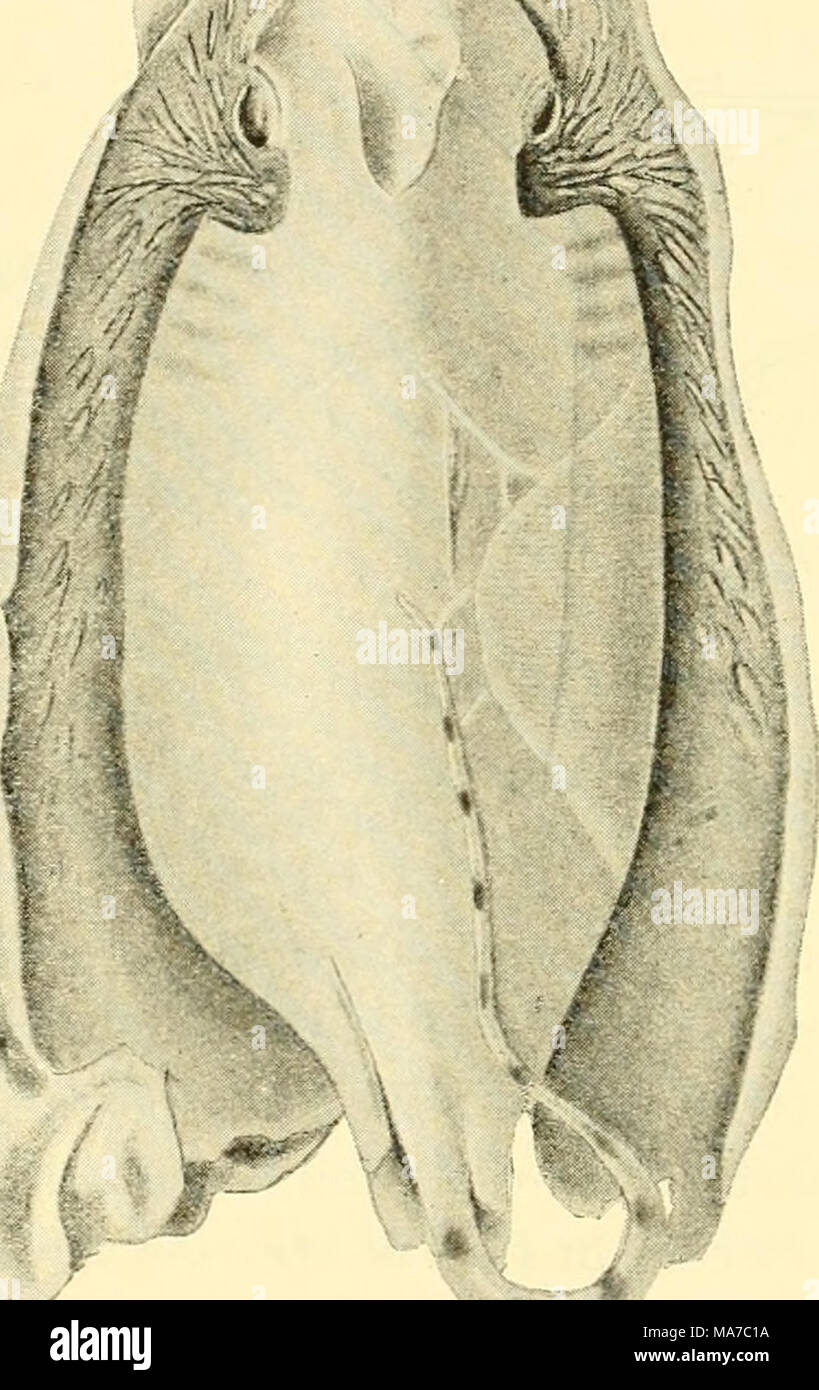 . The elasmobranch fishes . Fig. 269. Development of the butterfly ray ...