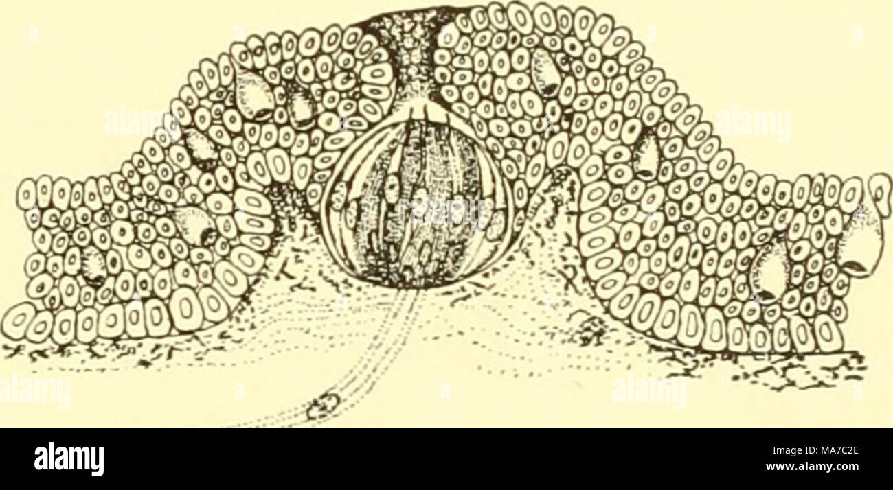 . The elasmobranch fishes . Fig. 250. Pit organ, Haia l)atis. (From ...