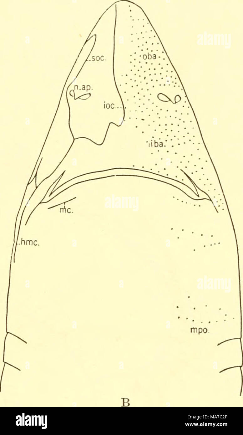 . The elasmobranch fishes . Fig. 241. Sensory canals and ampullae of ...