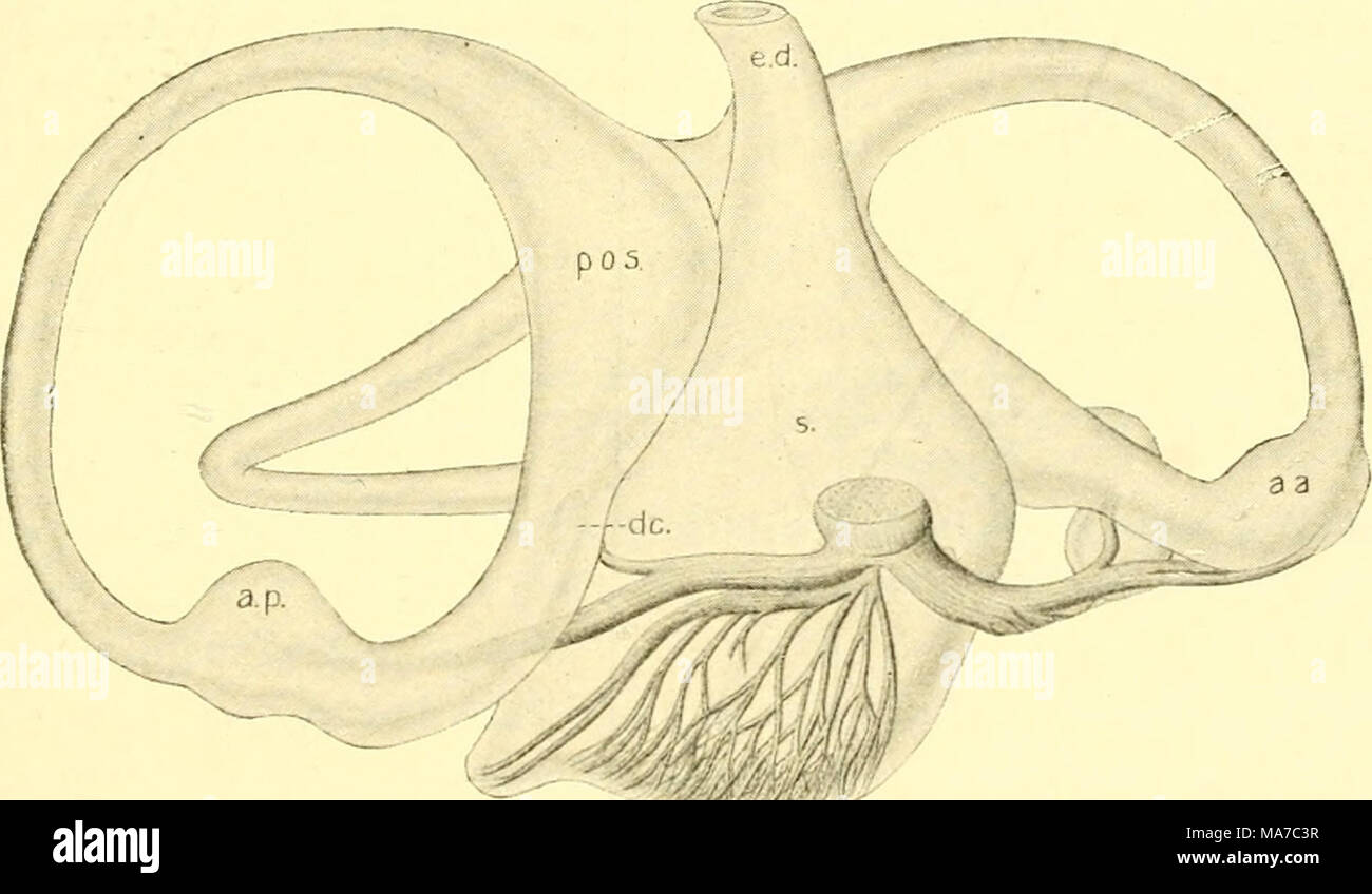 . The elasmobranch fishes . Fig. 226. Ear of Heptanchus macuJaius ...