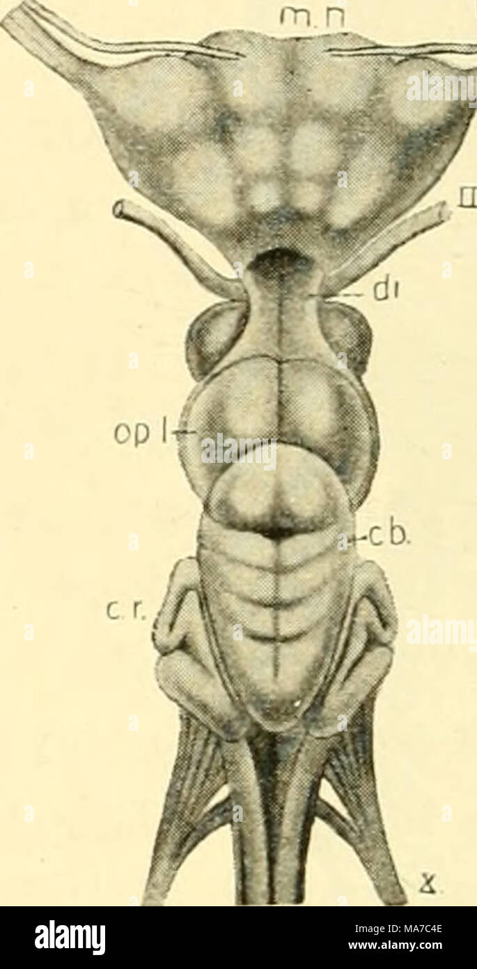 . The elasmobranch fishes Stock Photo - Alamy