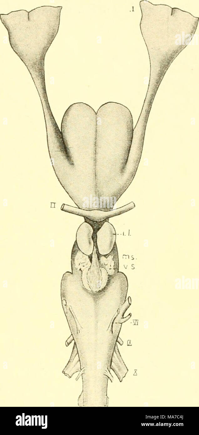 Inferior view of brain hi-res stock photography and images - Alamy