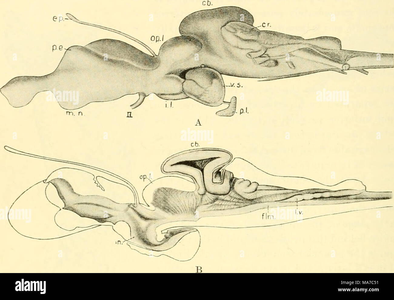 . The elasmobranch fishes . Fig. 213. Brain of Scymnus. (From ...
