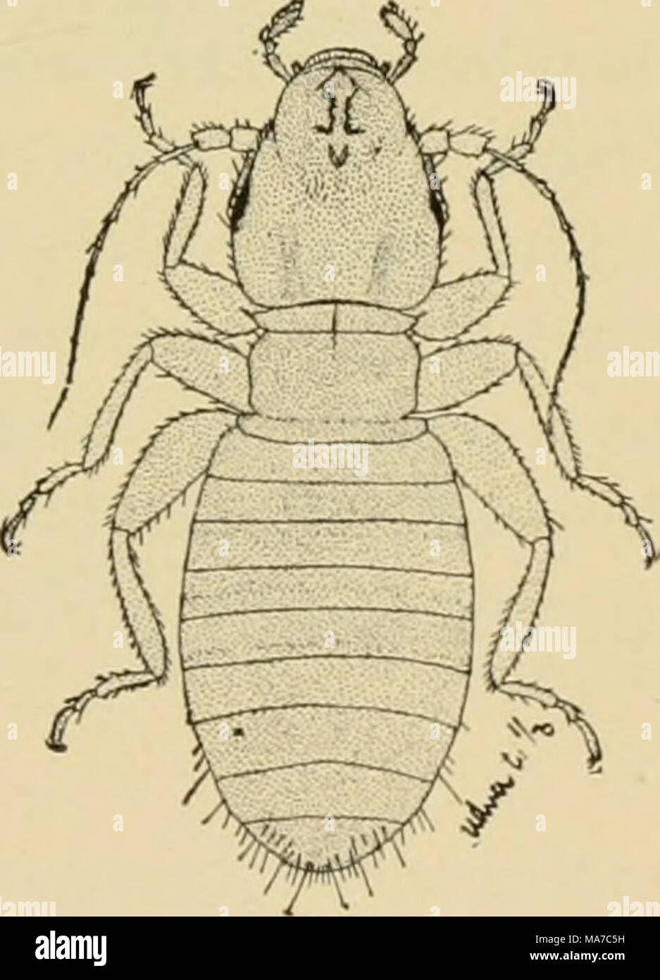 . Elementary entomology . Fig. 137. A wingless book- louse (.-i/n'/i'J ...