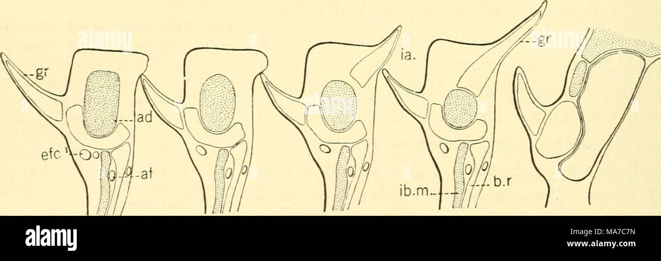 . The elasmobranch fishes . Fig. 147. Horizontal section cutting ...