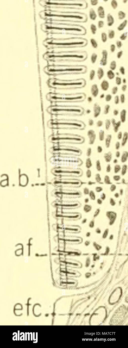 Droscher High Resolution Stock Photography and Images - Alamy