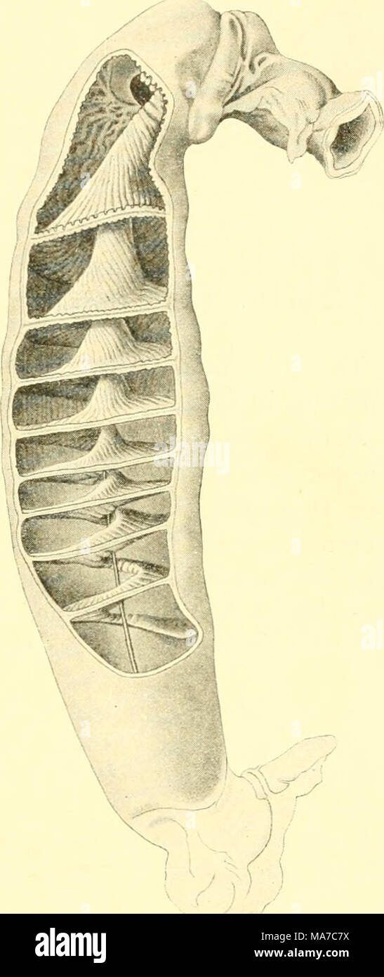 . The elasmobranch fishes . Fig. 140. Valvular intestine of Eaja. (From ...