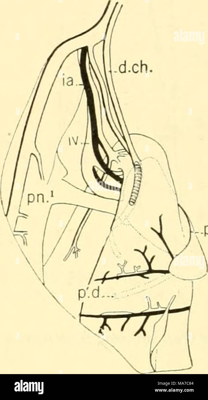 Ductus choledochus hi-res stock photography and images - Alamy
