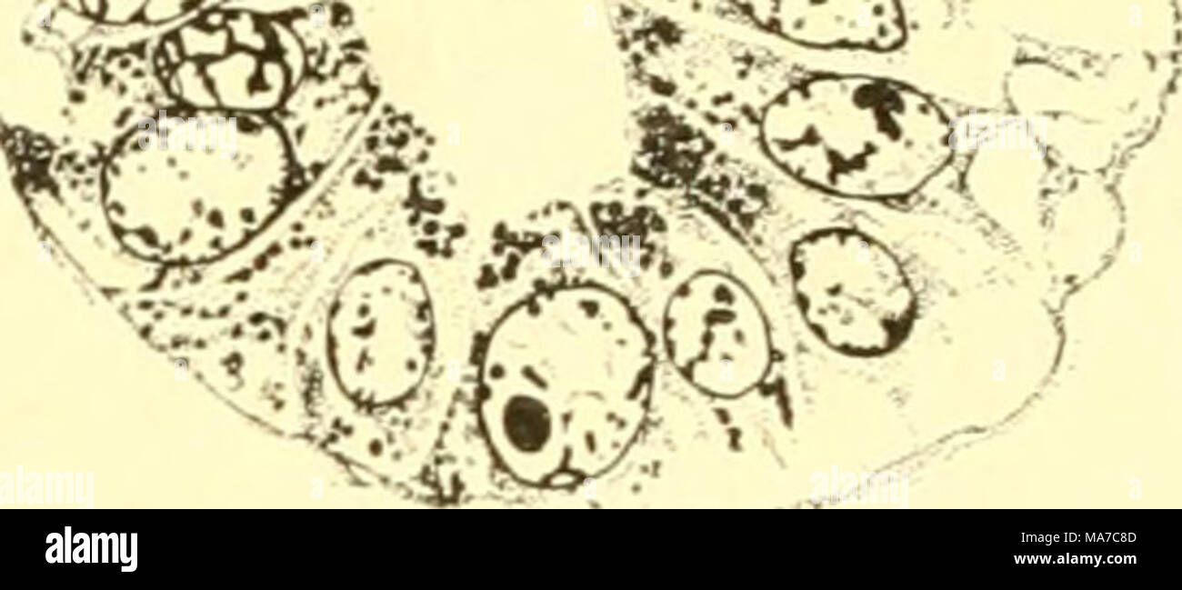 Pregnant Mucus Plug Microscope