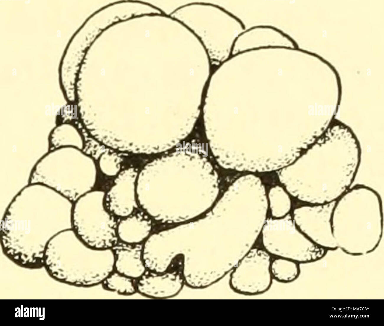 . The elasmobranch fishes . Fig. 131. Thyroid follicles making up the ...