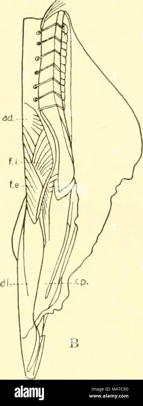 . The elasmobranch fishes . Fig. 113. Muscles of the claspers ...