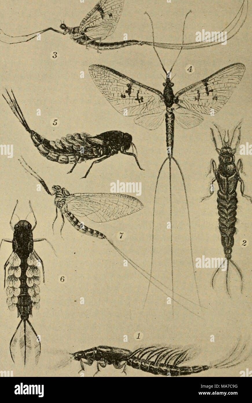 . Elementary entomology . Fig. 123. May-flies {Ephemera varia Etn ...