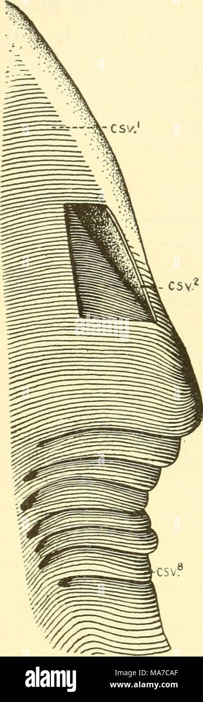 . The elasmobranch fishes . rig. 93. The ventral constrictors, Heptan ...
