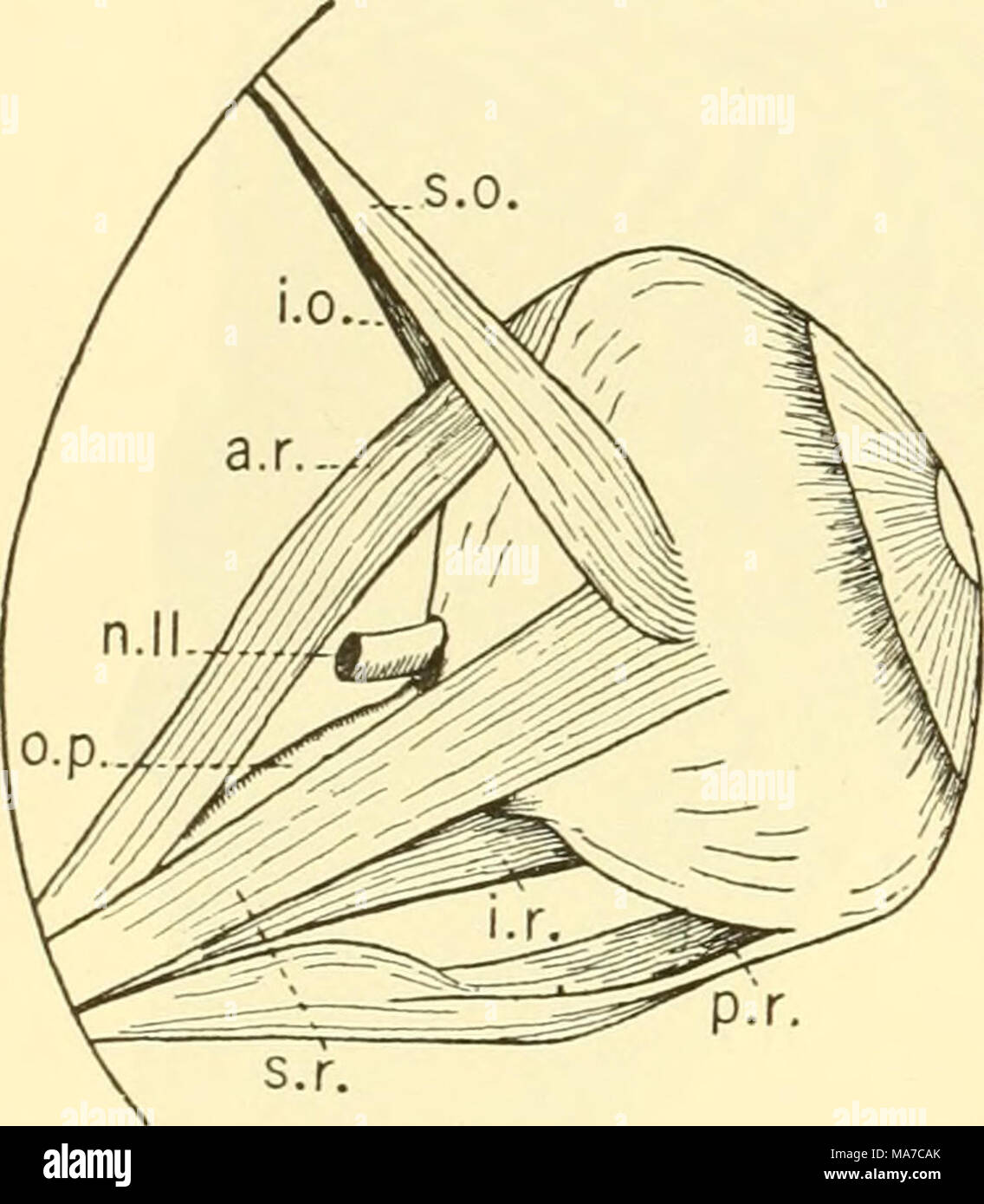 . The elasmobranch fishes . Fig. 91. Muscles of the eye, Hcp- lanchus ...