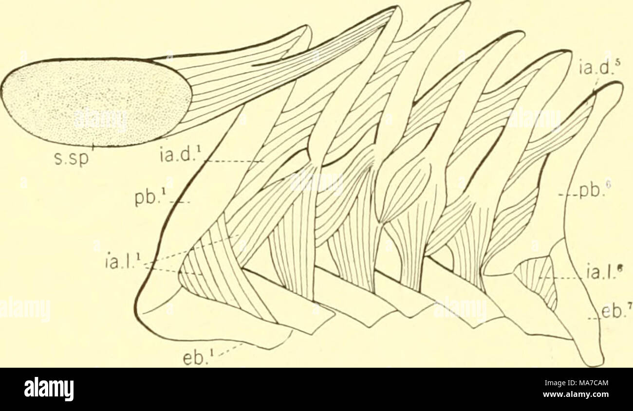 . The elasmobranch fishes . Fig. 94. Interareuales muscles, Heptanchii ...