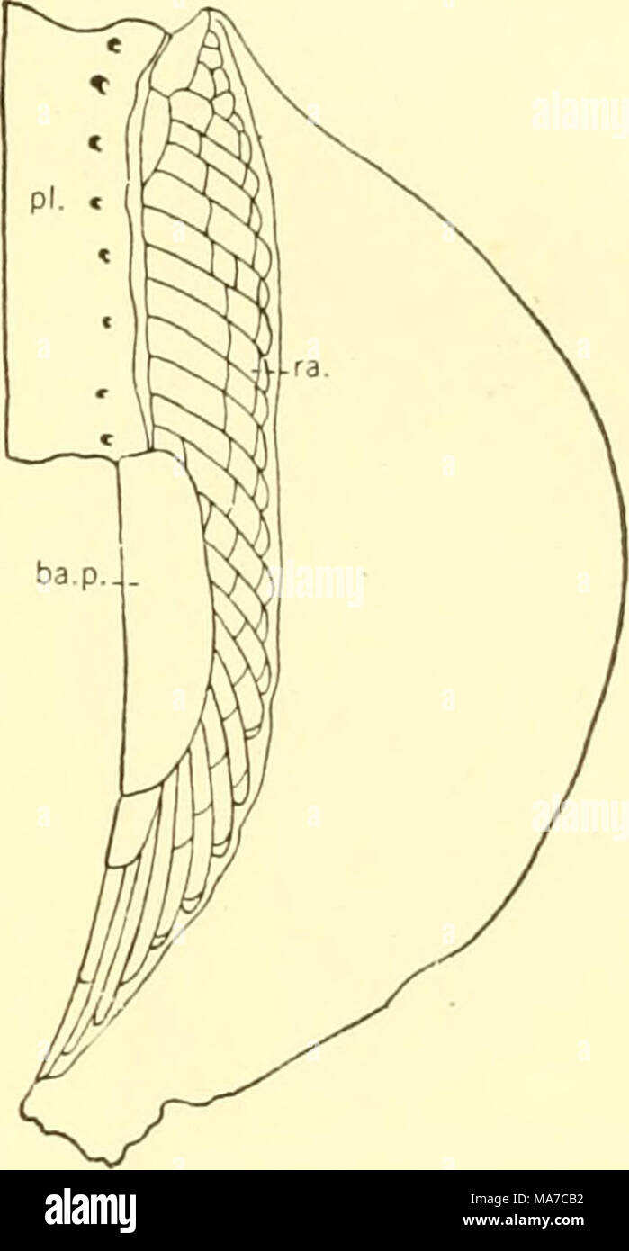 Pelvic fin hi-res stock photography and images - Alamy