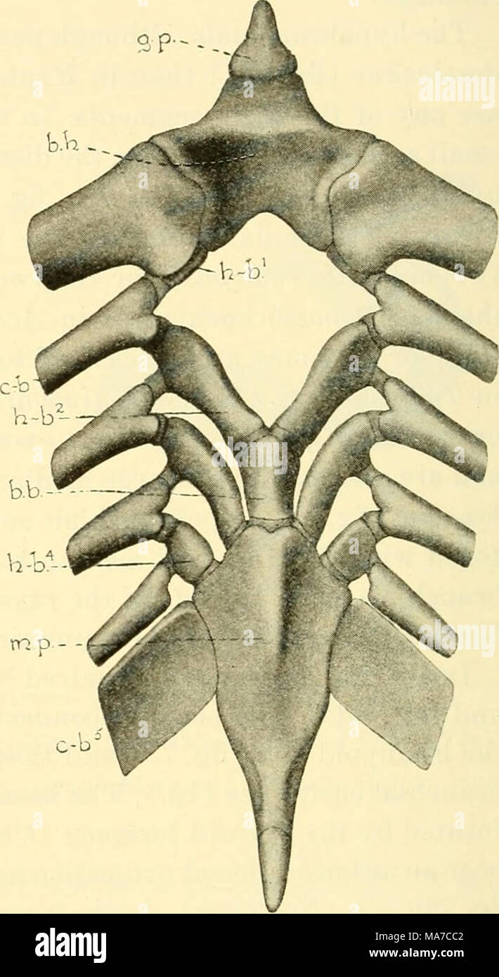 . The elasmobranch fishes . Fig. 73. Median ventral basibranchial ...