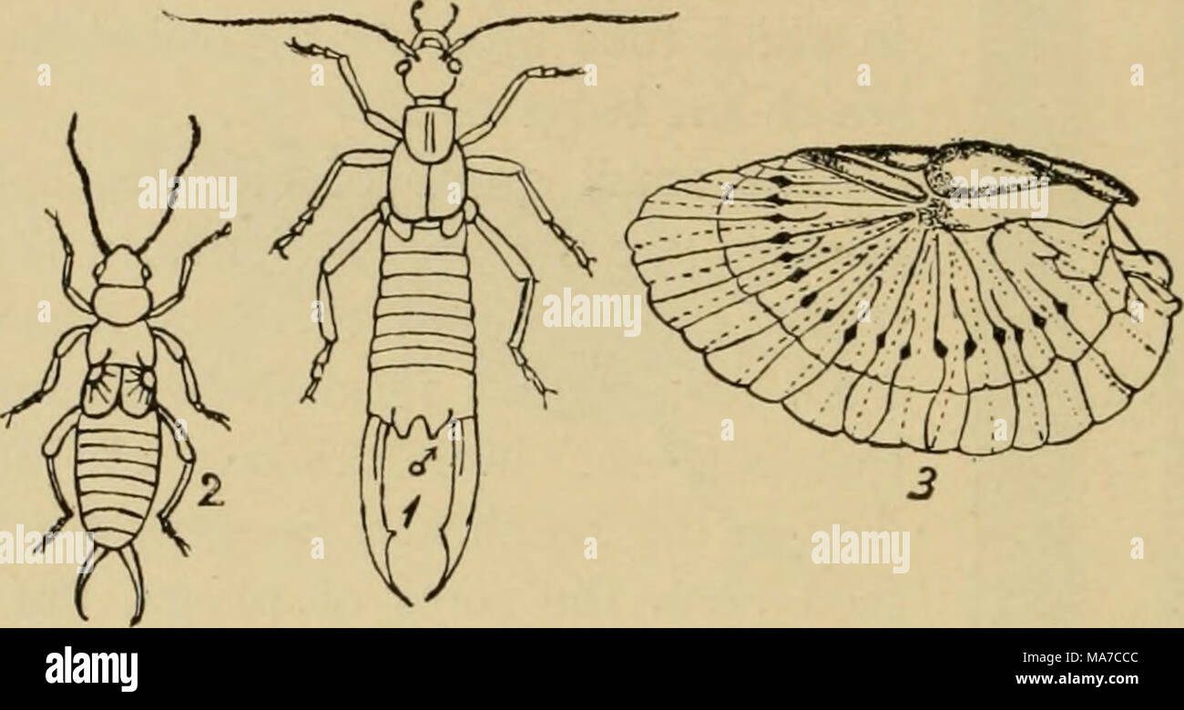 Earwig wing hi-res stock photography and images - Alamy