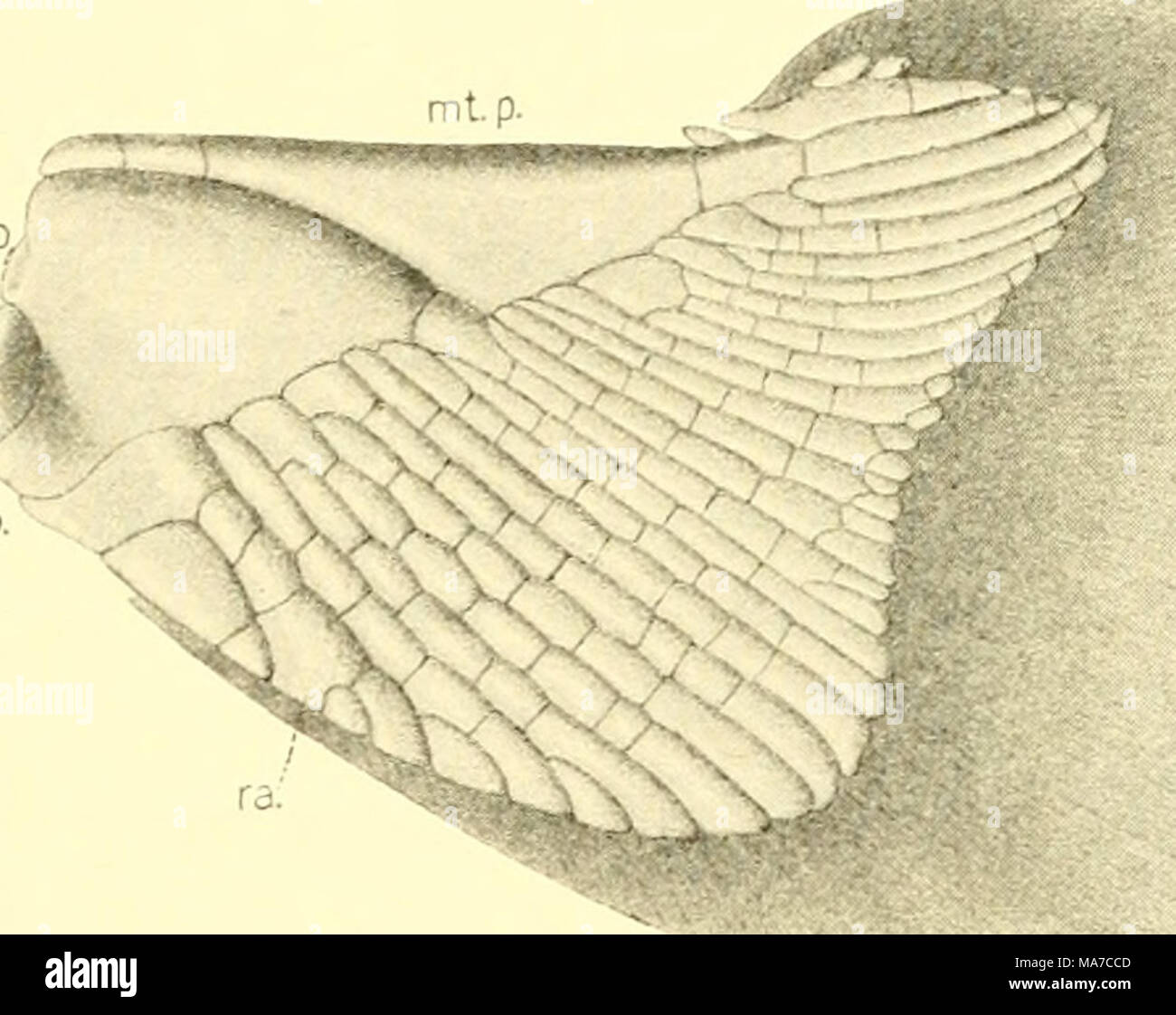 . The elasmobranch fishes . Fig. 54. Lateral view of the skeleton of ...