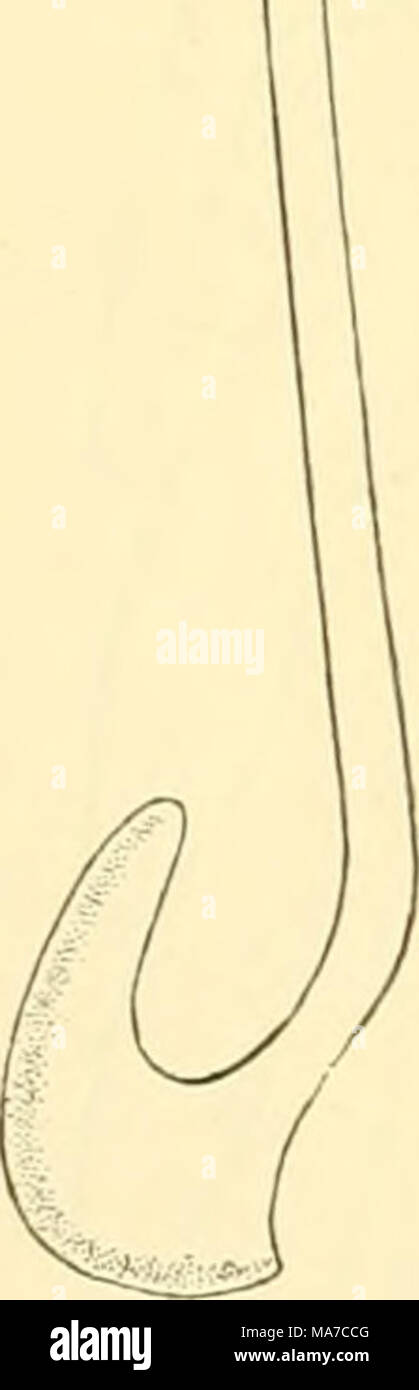 . The elasmobranch fishes . .Fig. 44. Gill raker of Cetorhinus maximus ...