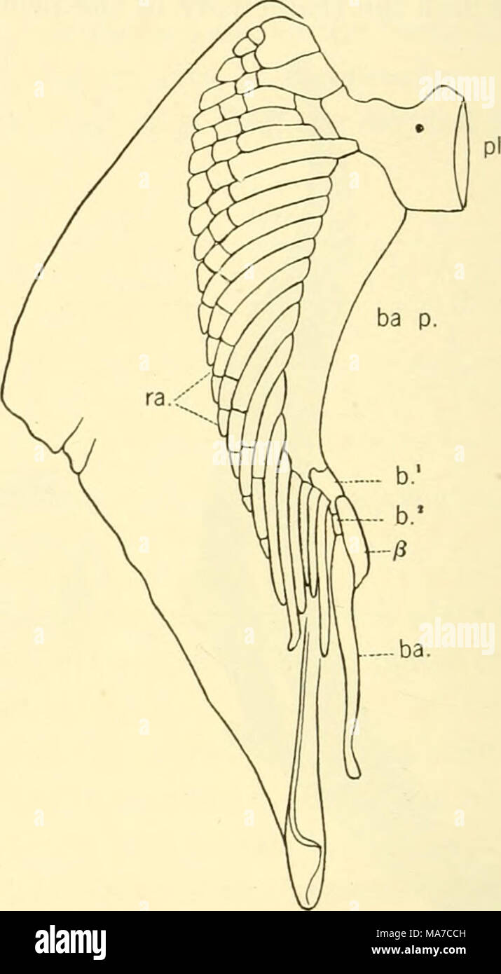 Pelvic Fin High Resolution Stock Photography and Images - Alamy