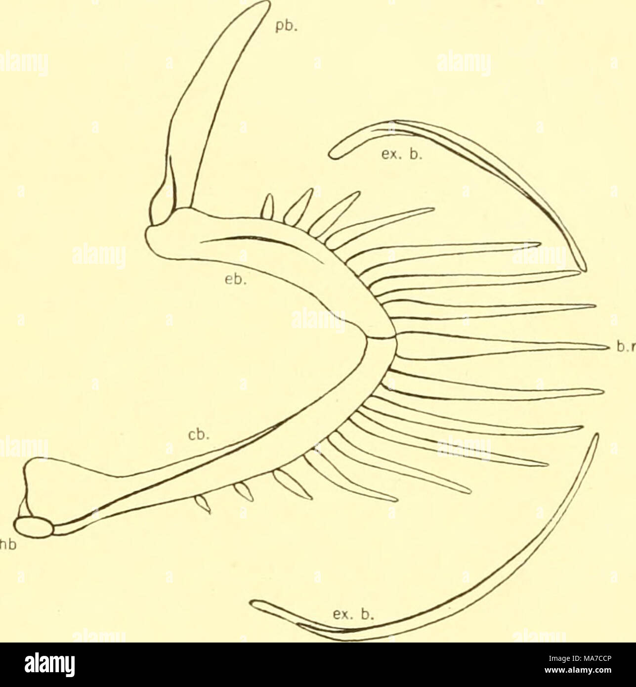 . The elasmobranch fishes . Fig. 49. First brancliial arch, Heptanchus ...