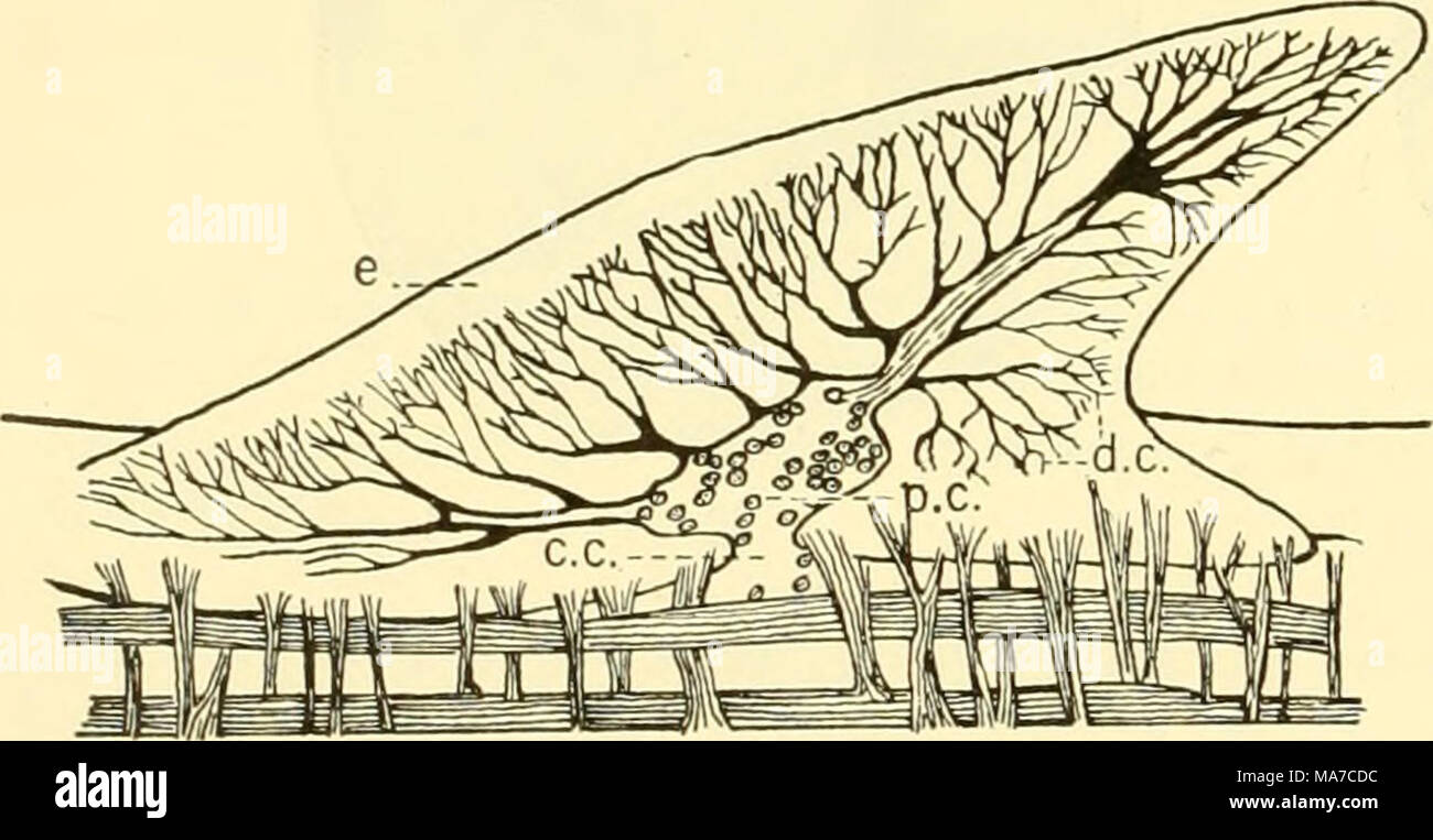 . The elasmobranch fishes . Fig. 35. Sagittal section showing finer ...