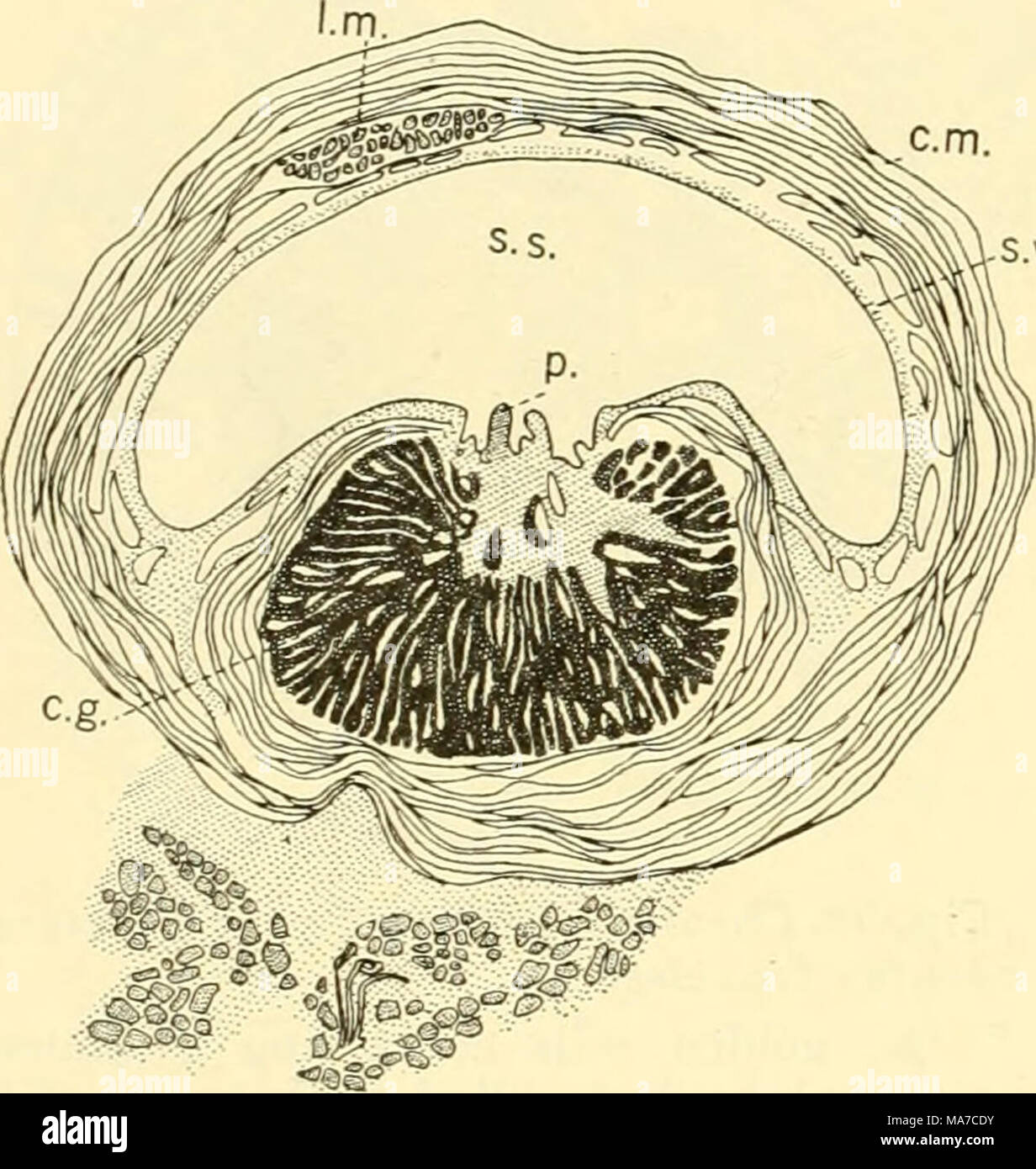 . The elasmobranch fishes . Fig. 31. Transverse section through siphon ...