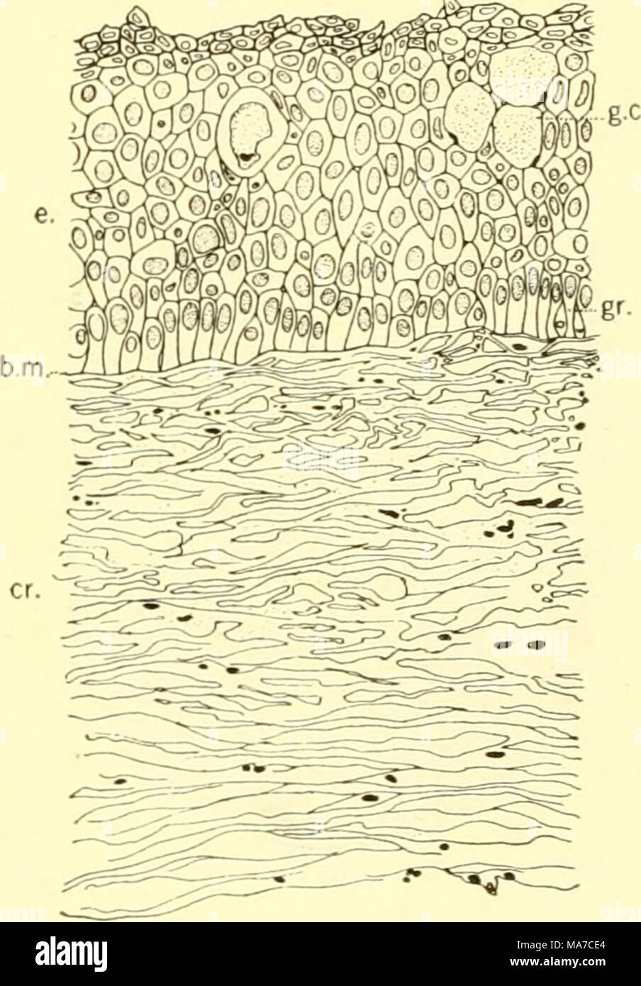. The elasmobranch fishes . Fig. 26. Section through the buccal ...