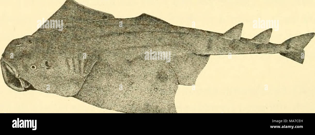 . The elasmobranch fishes . Fig. 18. Squat ma calif ornica. the sharks ...