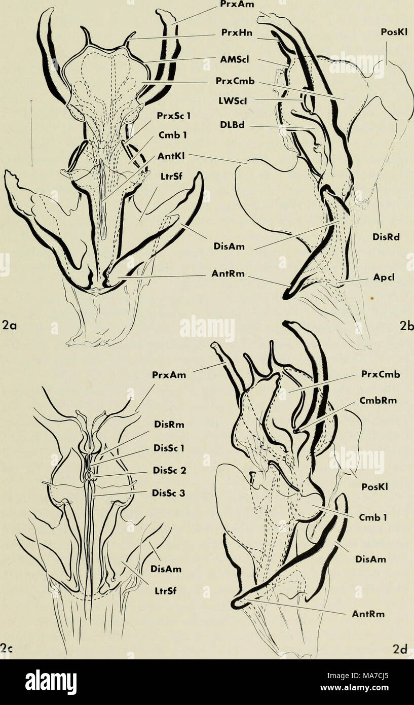 . The ejaculatory complex in water mites (Acari:parasitengona ...
