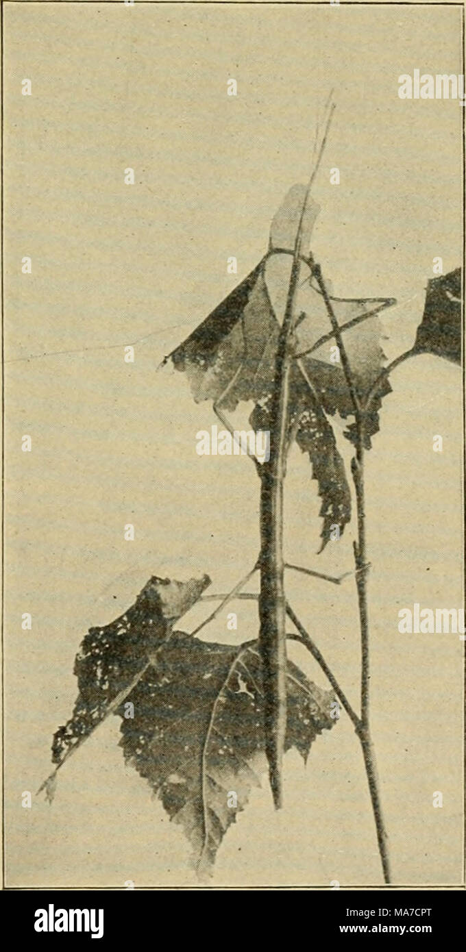 Fig leaf skeletonizer hi-res stock photography and images - Alamy