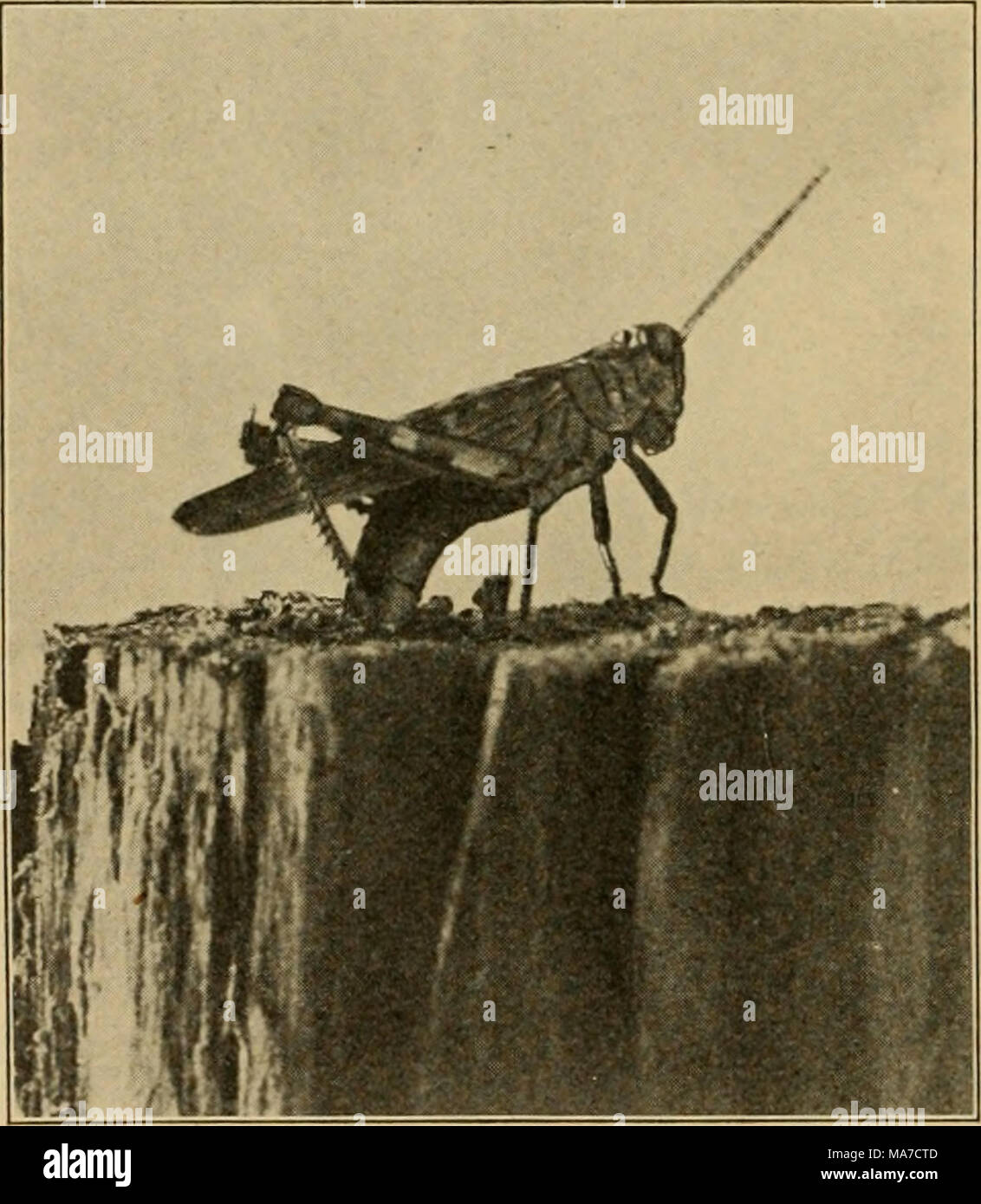 Grasshopper laying eggs hi-res stock photography and images - Alamy